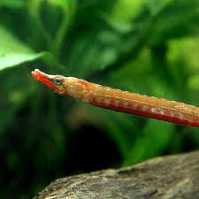 African Freshwater Pipefish | Malioboro