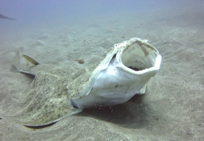 Protejamos las Maravillas del Mar: EL TIBURÓN ÁNGEL O ANGELOTE