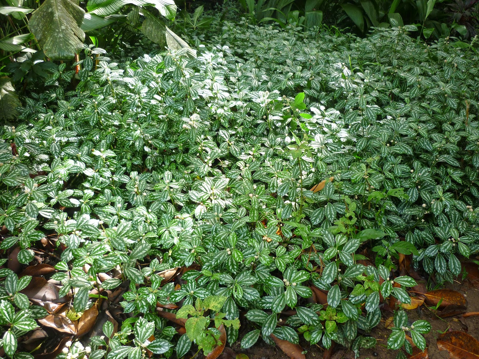 Ana Clara Muylaert - Paisagismo: O charme da forração