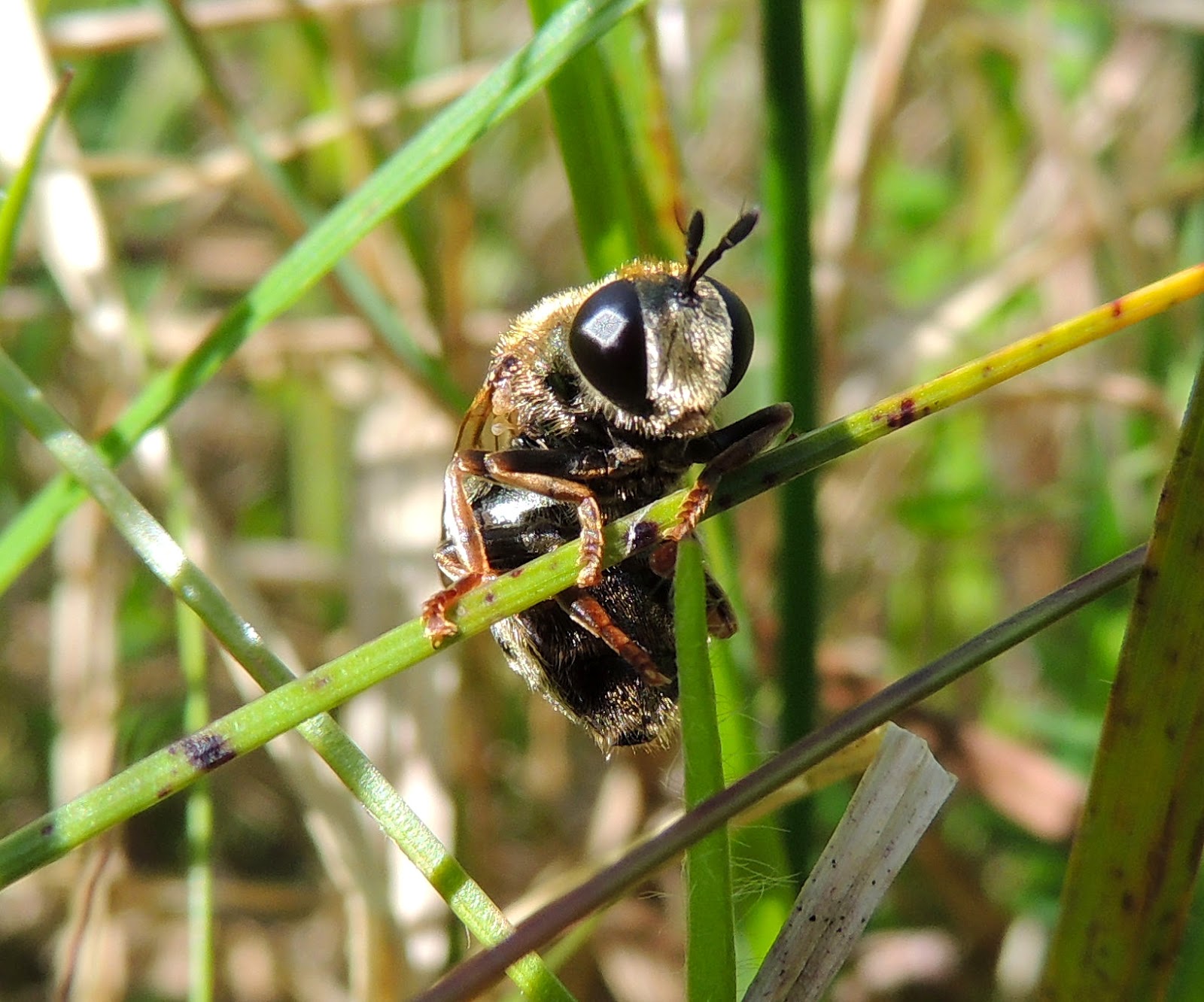 SOUTH WALES HOVERFLIES: Microdon species