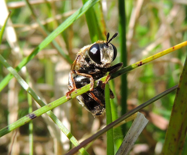 SOUTH WALES HOVERFLIES: Microdon species