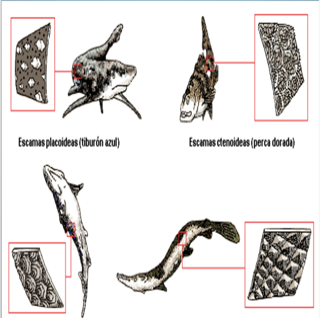 Biologia: Tipos de Escama
