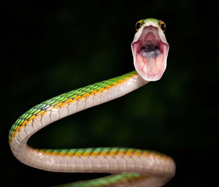 Strangest Snakes - toptopics
