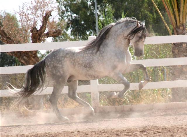 Els caballs: Cavalls pura raça: