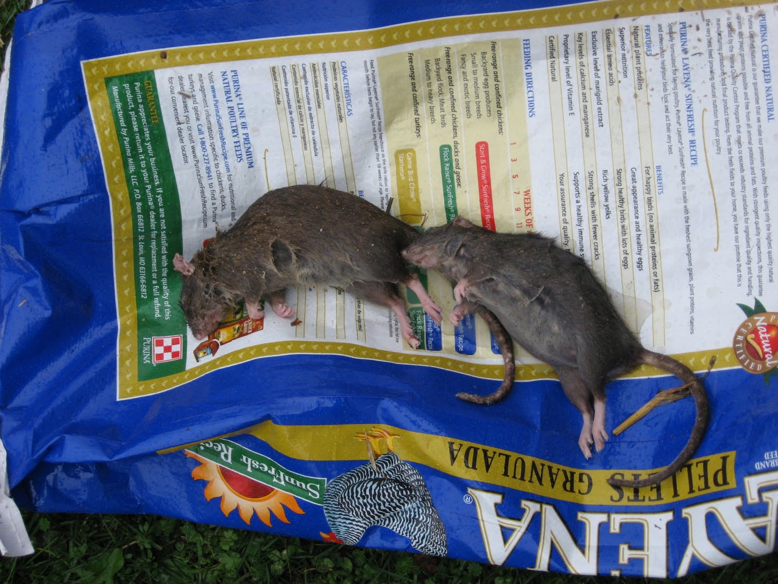 Three Lakes Farm: Homemade Rat Trap Success