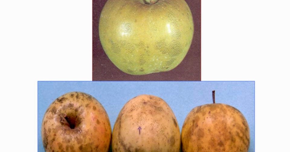 Farmers Club: Apple Tree Diseases: Sooty Blotch and Fly Speck