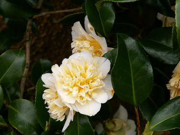 S M K I N I H O N G O