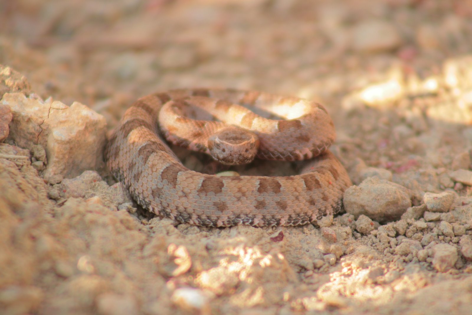 mundo das cobras: Jararaca-rabo-de-osso