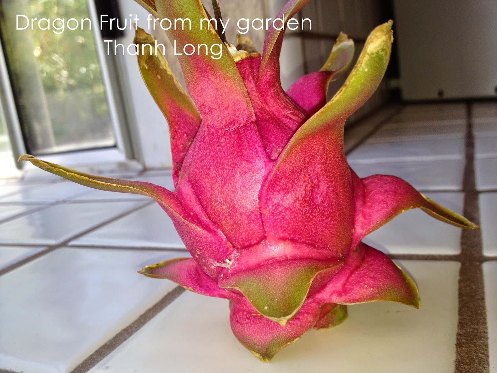 Ripe Dragon Fruit Harvested From Planter