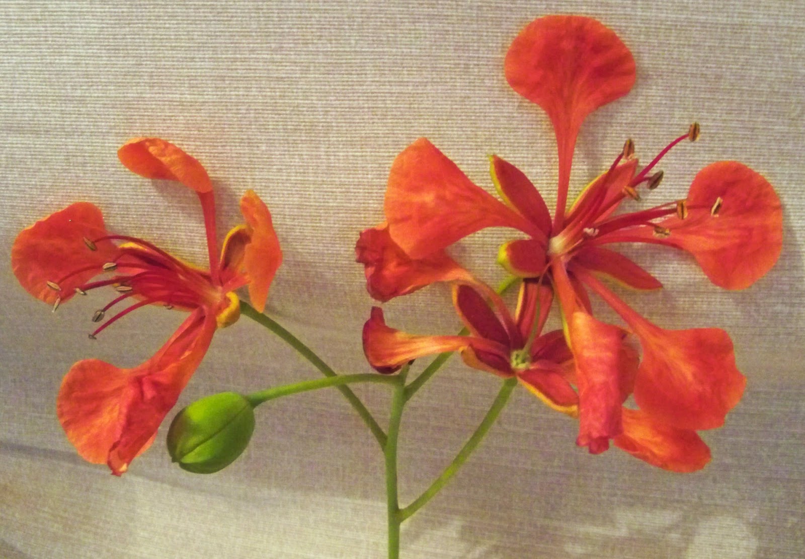 BONSAI BARBERO: Guía de cultivo de FLAMBOYAN