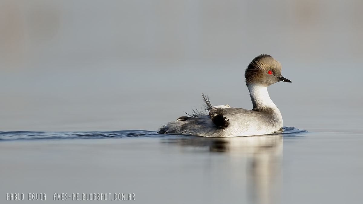mis fotos de aves: Podiceps occipitalis Macá Plateado Southern Silvery ...