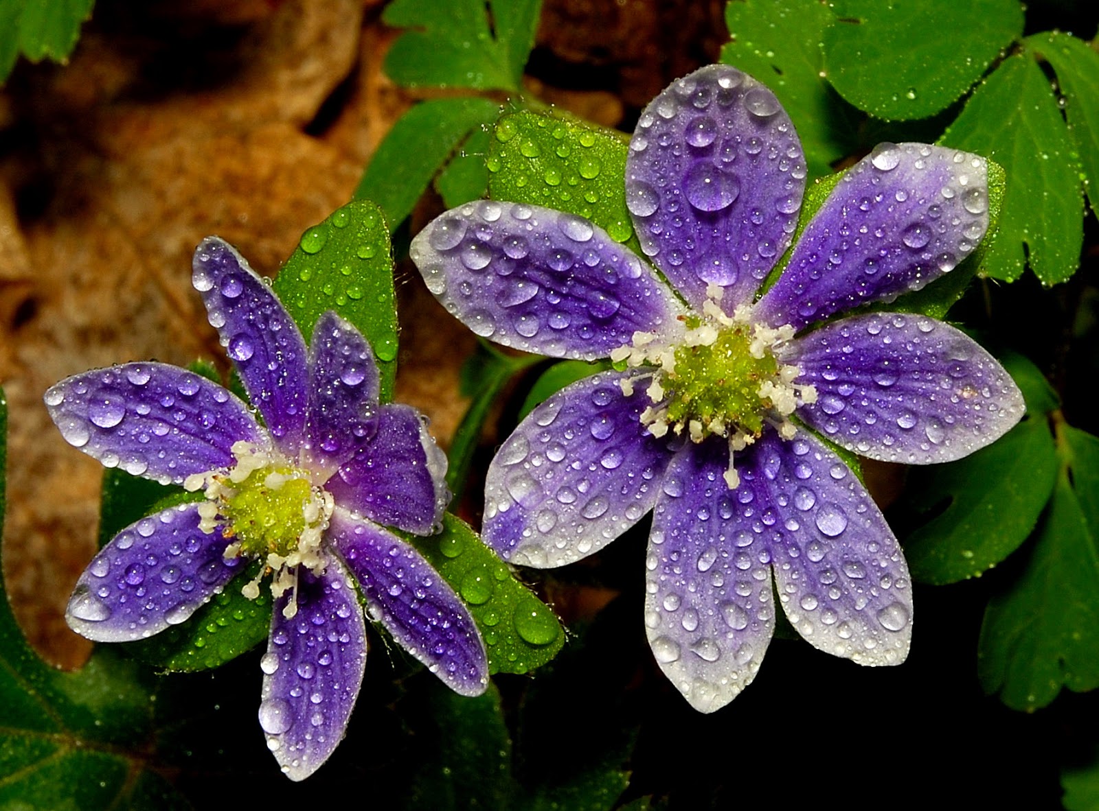 Get Your Botany On!: Green in Winter: Sharp-lobed Hepatica
