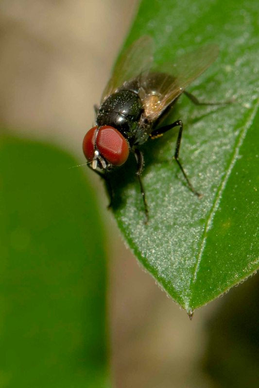 Singapore Wild Animals: True Flies