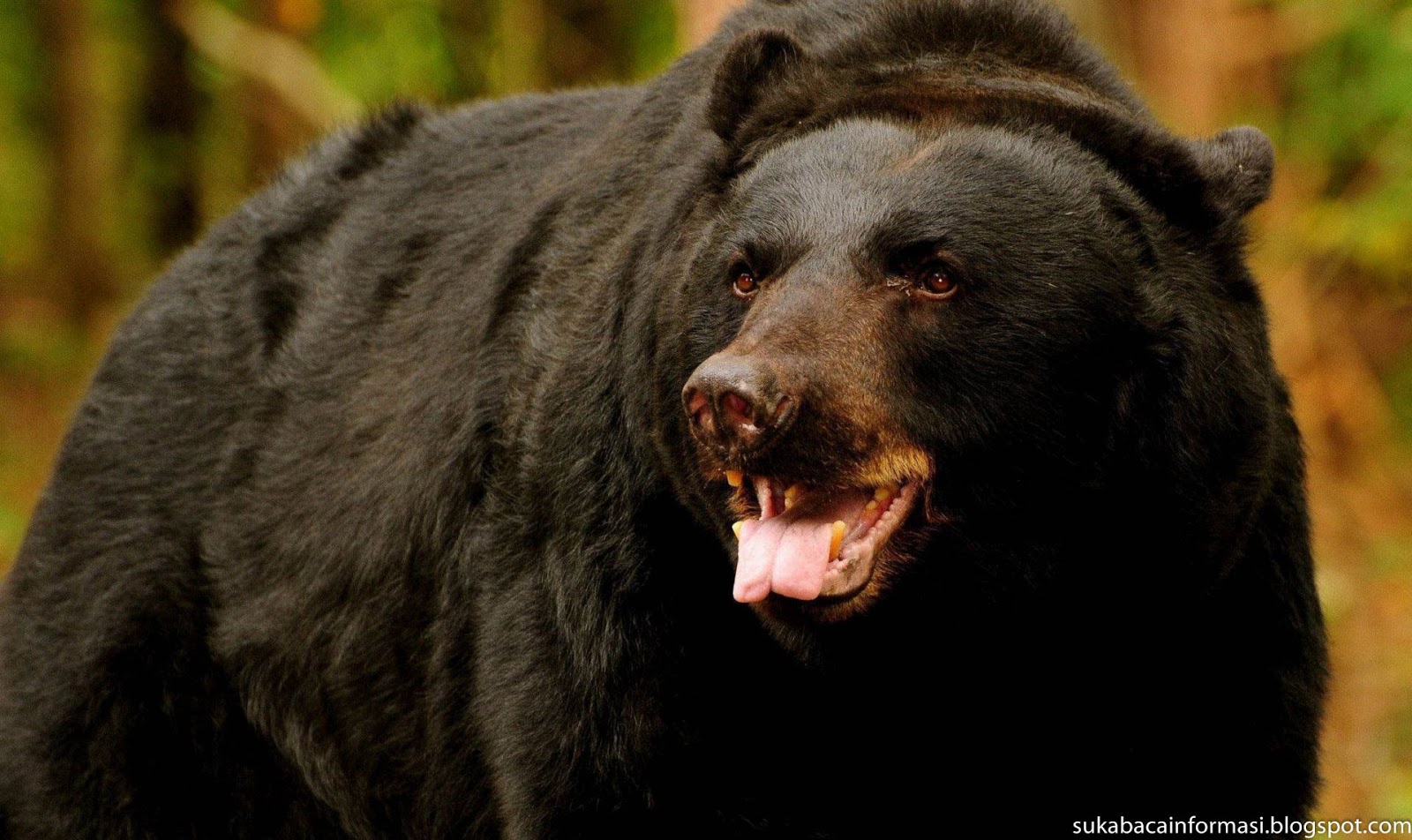 Koleksi Foto Beruang Hitam