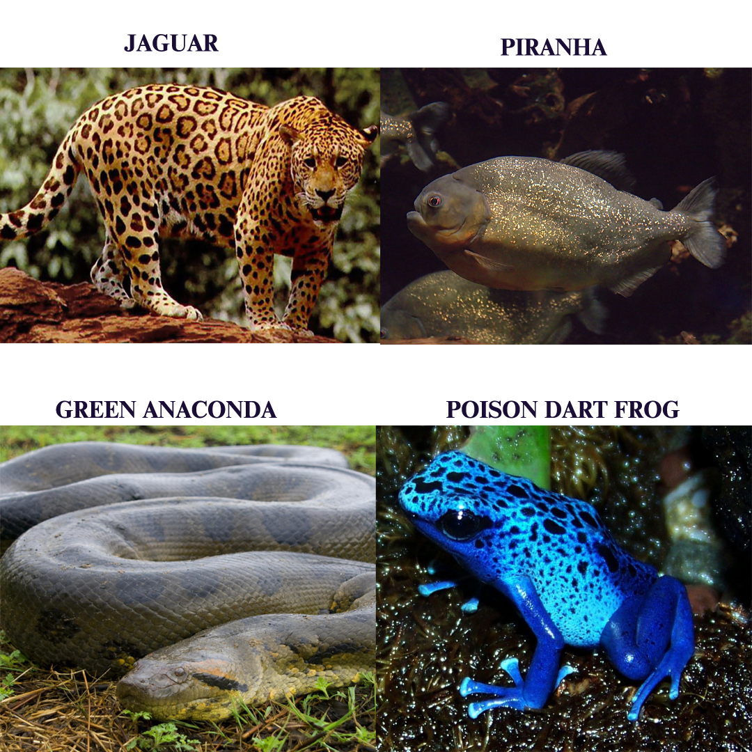 The Amazing Animal Kingdom: Amazon's Most Dangerous Animal Is....