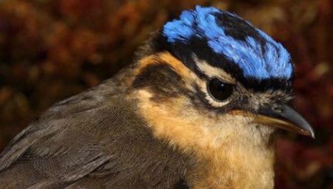 BREA VENENOS: Aves venenosas: Blue-capped Ifrita