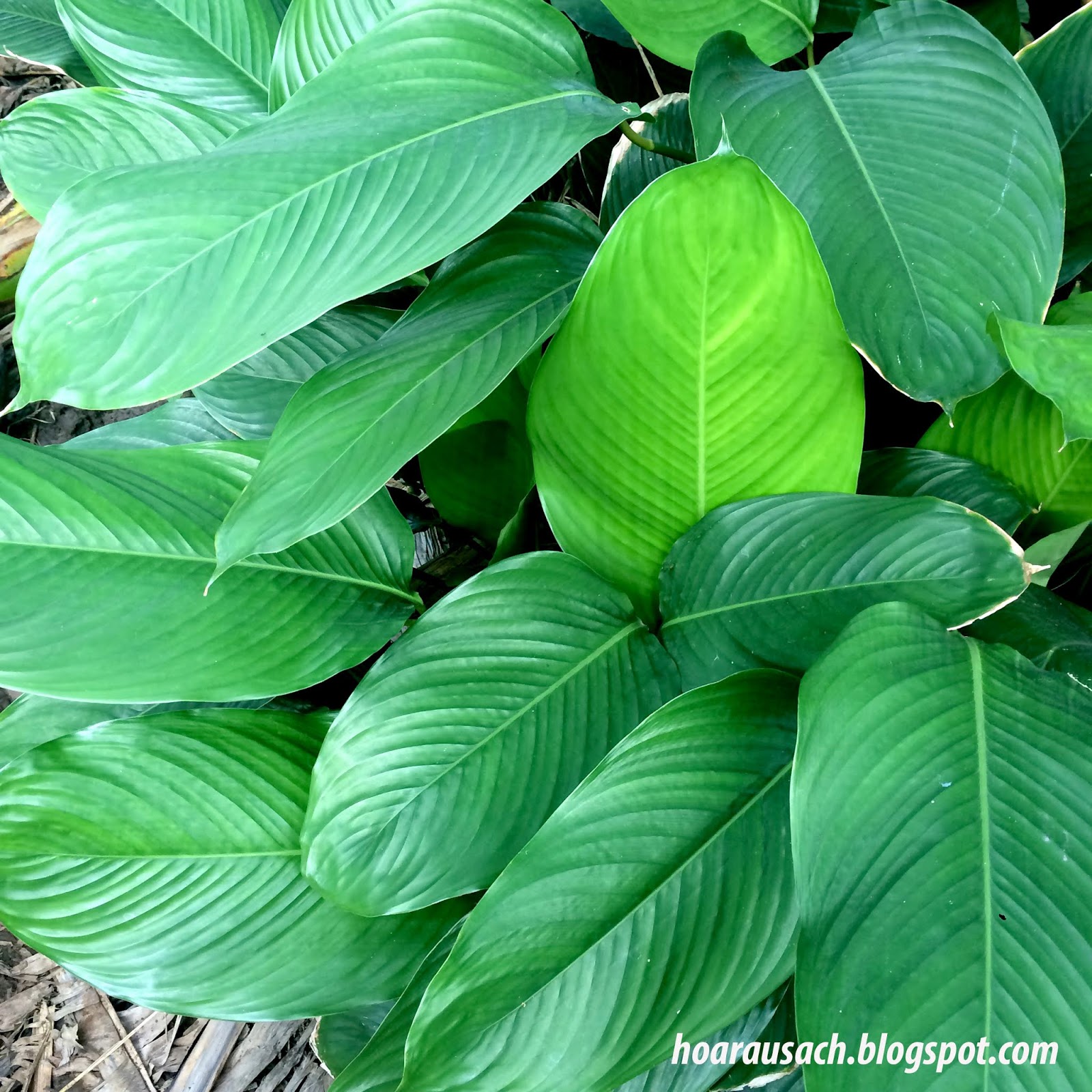 Cách ứng dụng cây Dong Lá làm cảnh