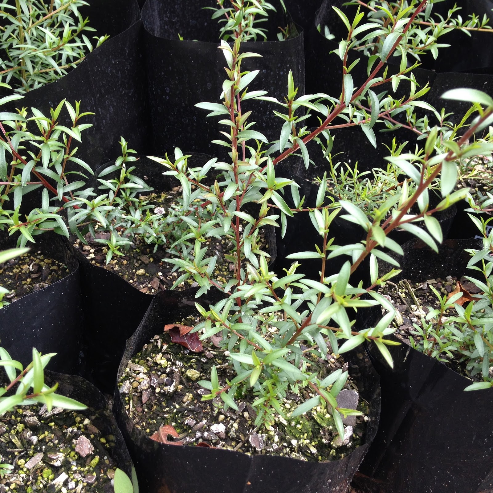 Beekeepers Blog: Growing Manuka Trees from Seed and Cuttings