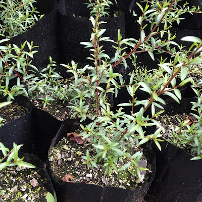 Beekeepers Blog: Growing Manuka Trees from Seed and Cuttings