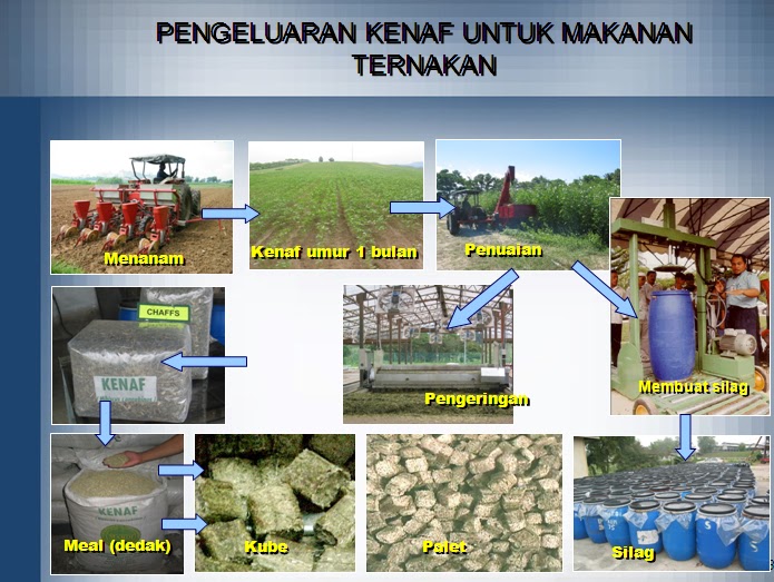 MARDI Muadzam Shah: Ringkasan Mengenai Tanaman Kenaf Hibiscus cannabinus