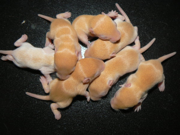 When do baby gerbils open their eyes? By: Makayla