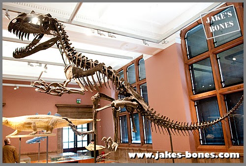 The amazing Ceratosaurus nasicornis : Jake's Bones