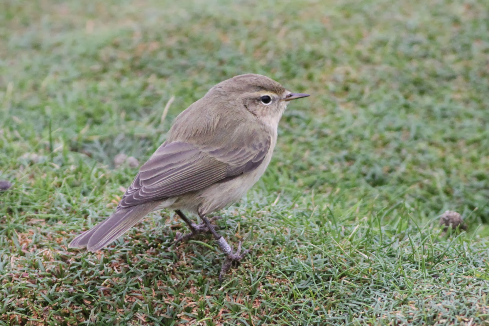 Fair Isle Bird Observatory: the Warden's diary: Purple (in the) Rain.