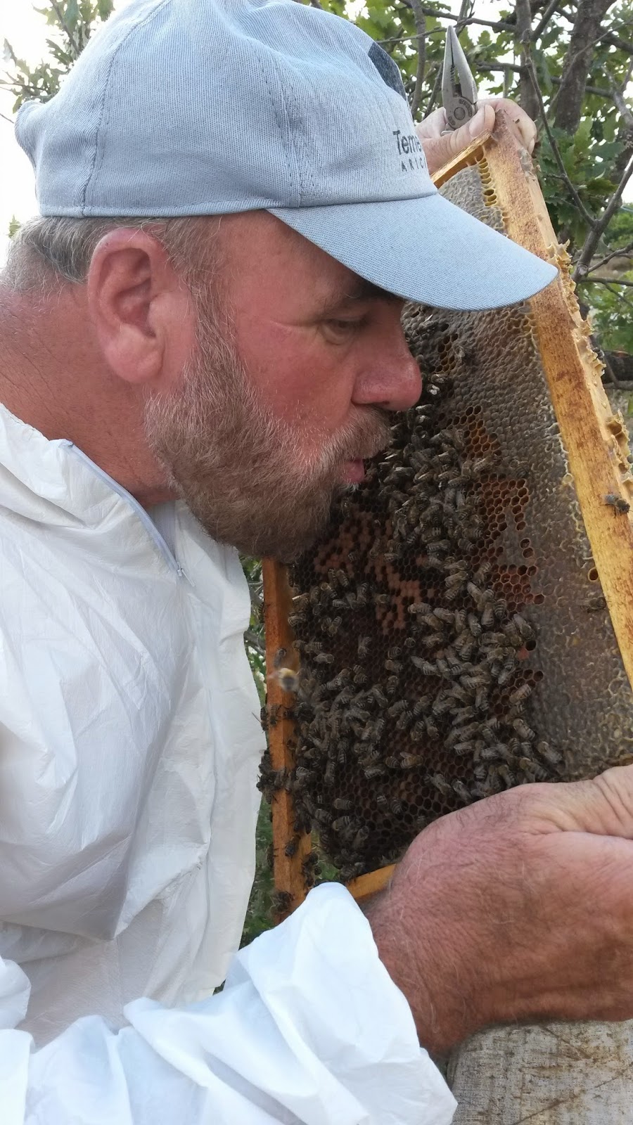 SERGEN BAL DÜNYASI: TRAKYA ARISI ANA ARI ÜRETİMİ