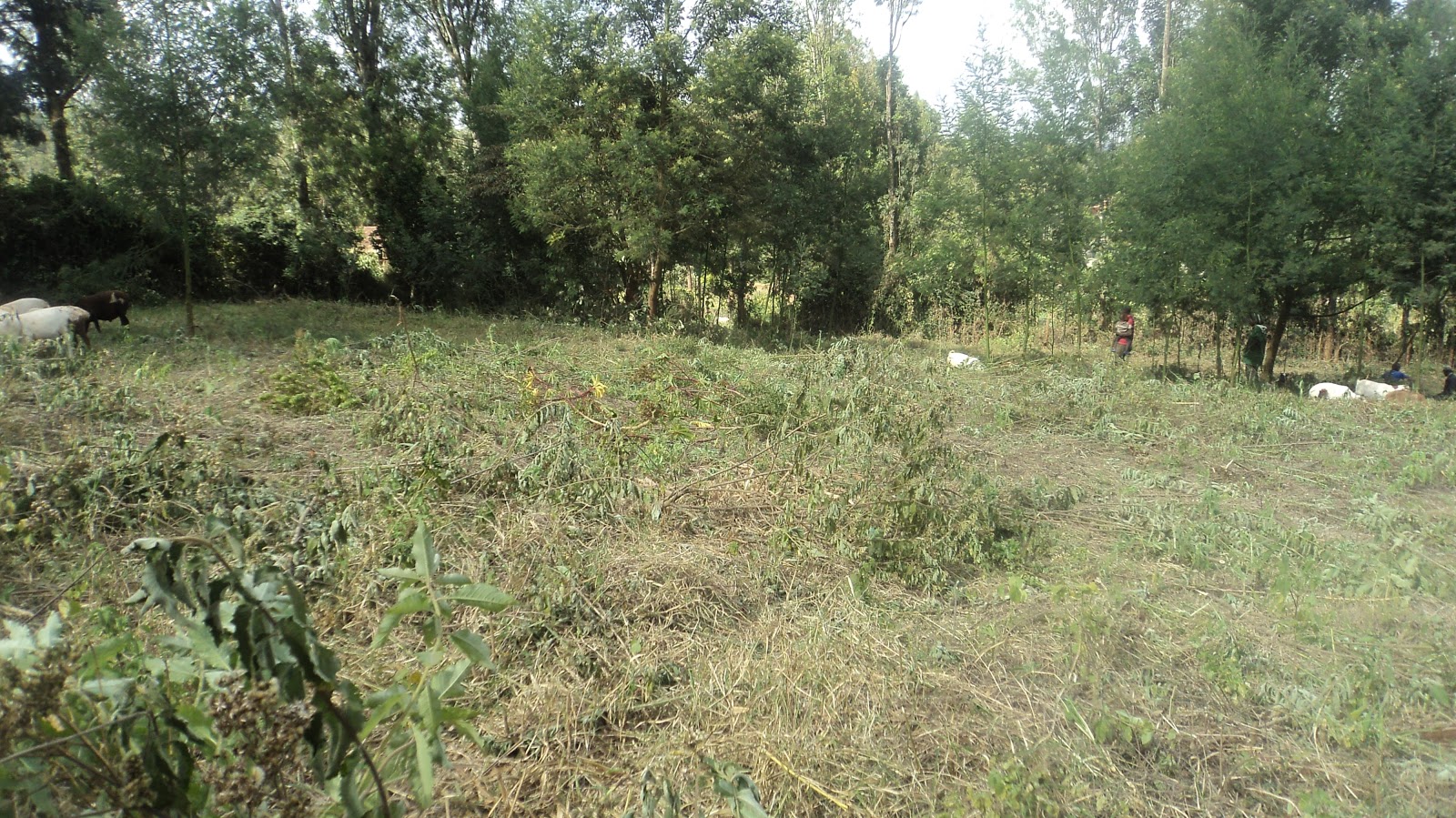 One-acre land for sale in Kerarapon