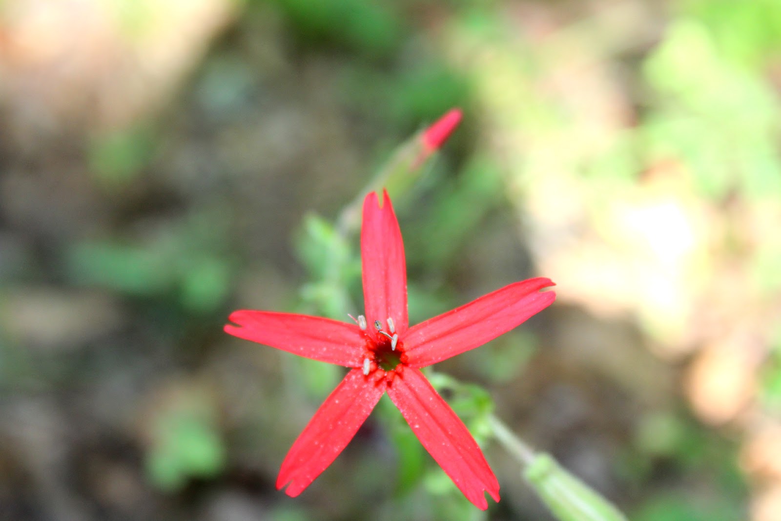 Around Roanoke, VA (A Daily Photo Blog): Little Red Star