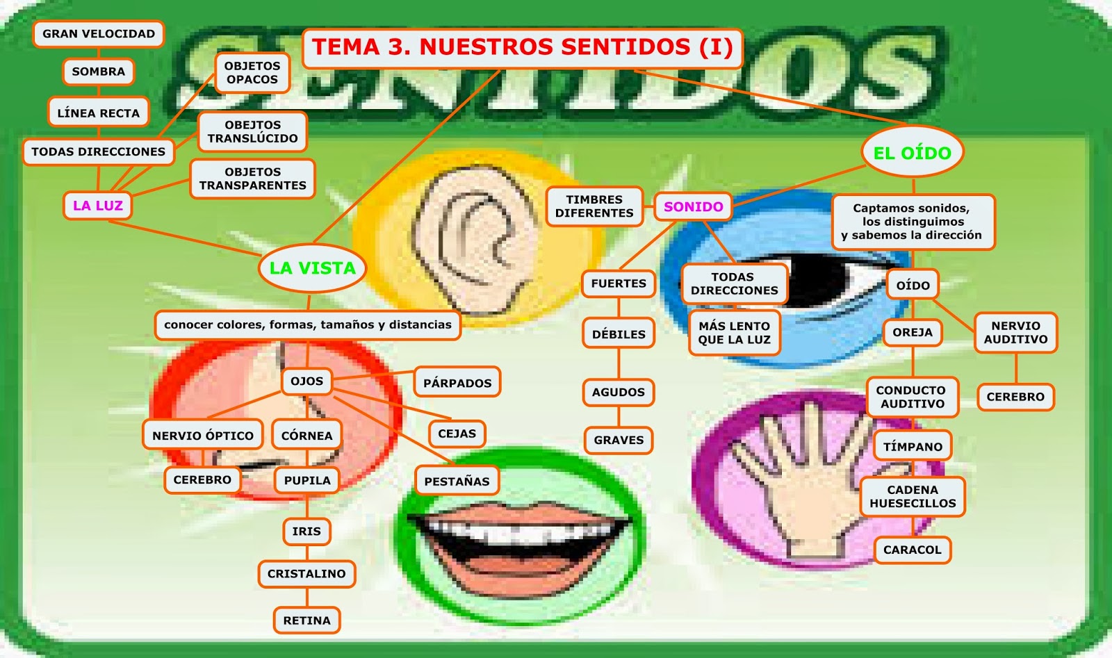 La libreta de Antonio: TEMA 3.- NUESTROS SENTIDOS. MAPA CONCEPTUAL (I)