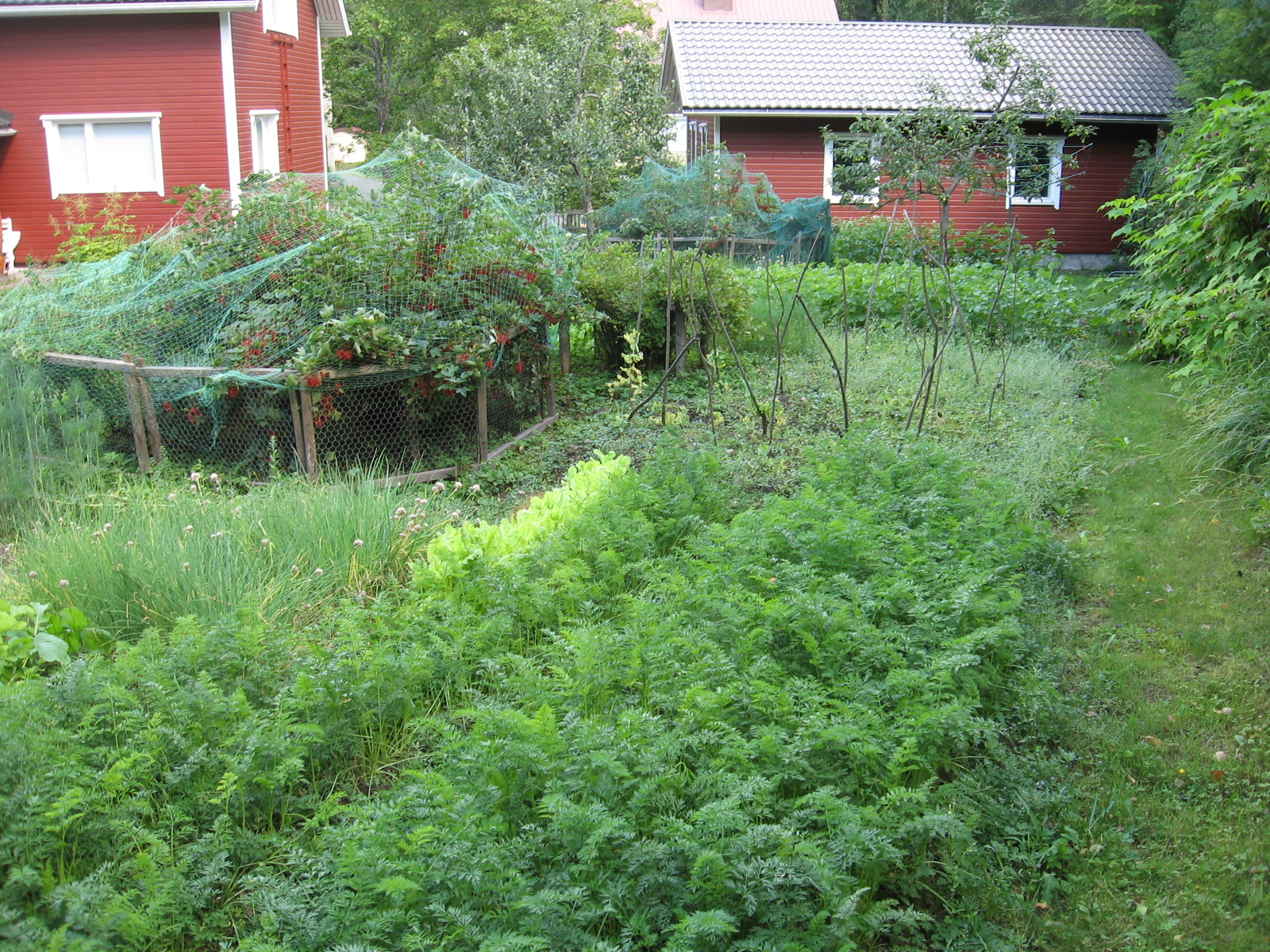 Miehenkuvan maailma: Kasvimaa