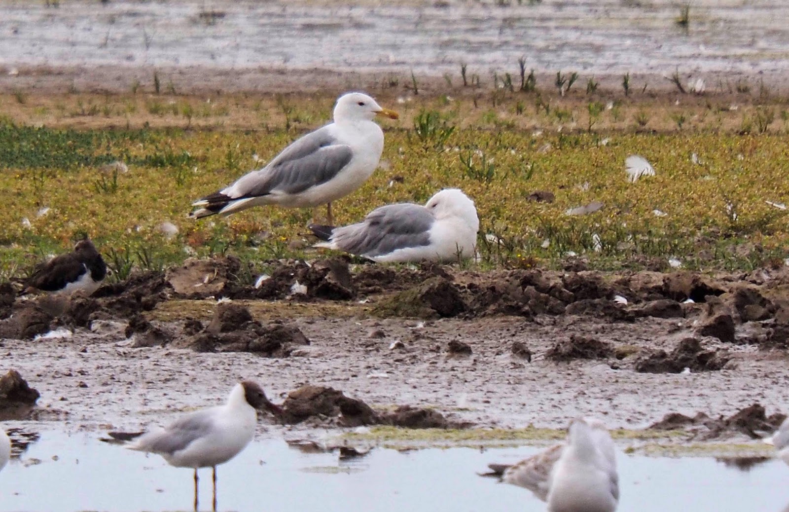 TropicBirdArt Blog from Holt: 20140731 Caspian Gull & Yellow-legged Gull