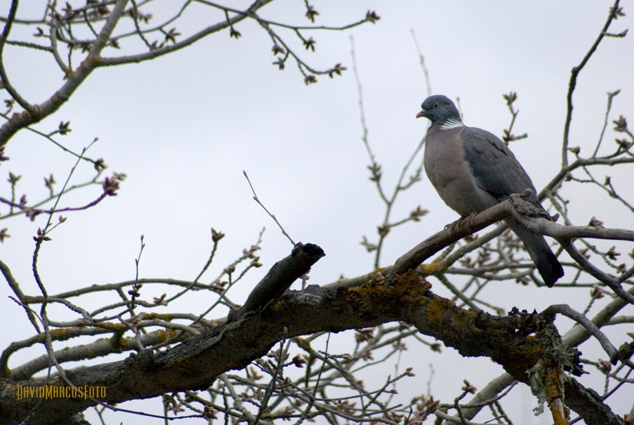 Forest Forestal: Paloma torcaz