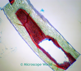 Microscope World Blog: Mustard Seed under the Microscope