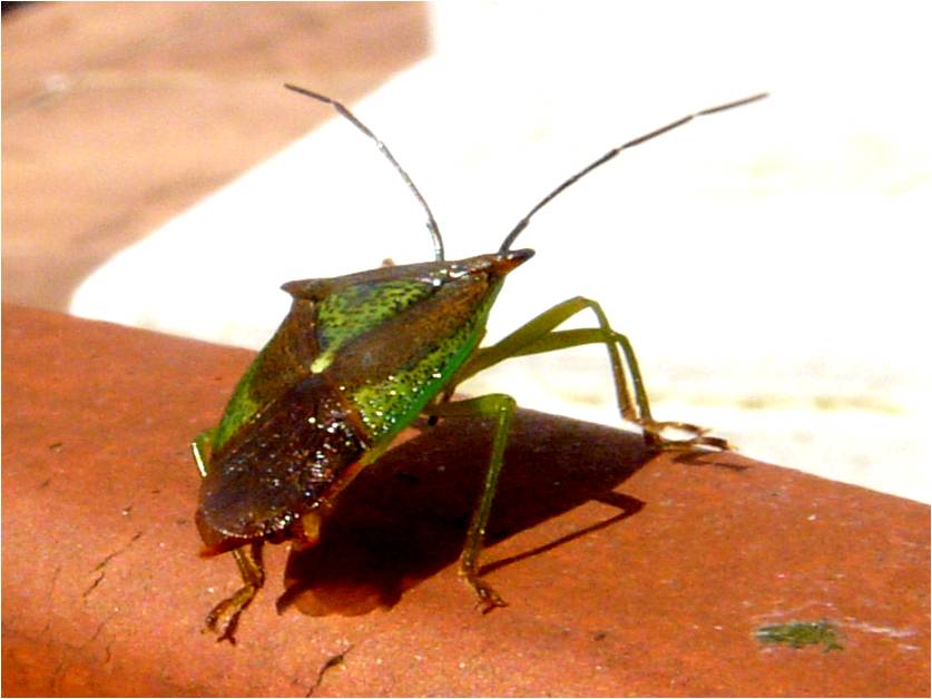 Insects of Scotland: True Bugs