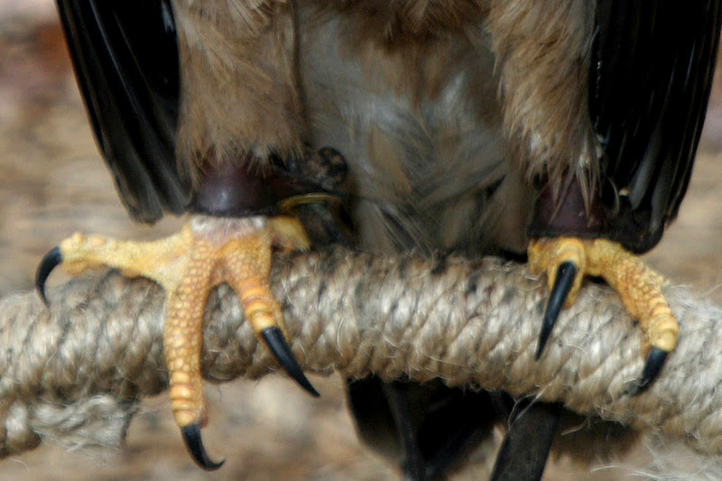 World Bird Sanctuary: Save a naturalist! Sponsor a glove!