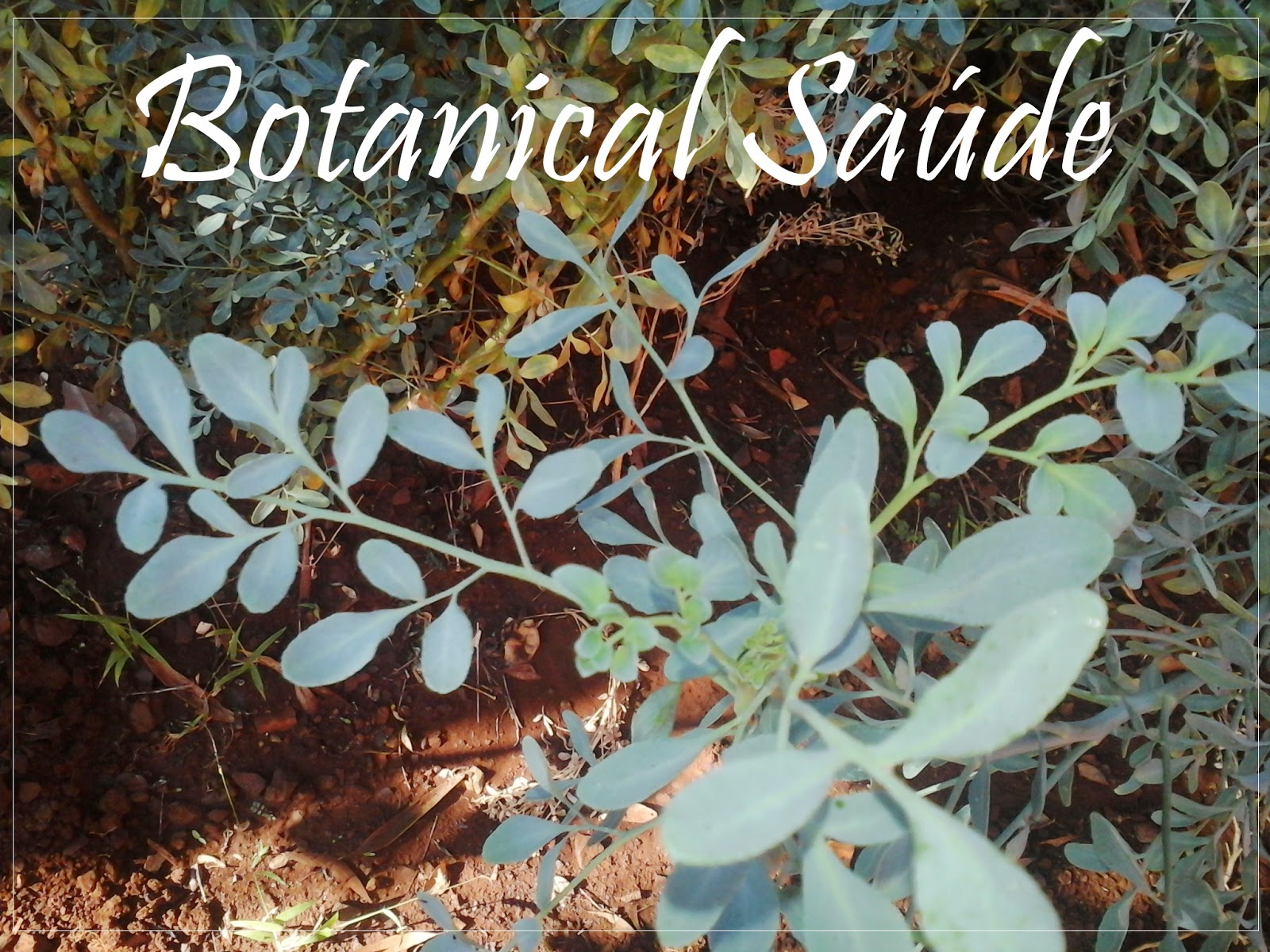 Arruda a planta mística - Botanical Saúde