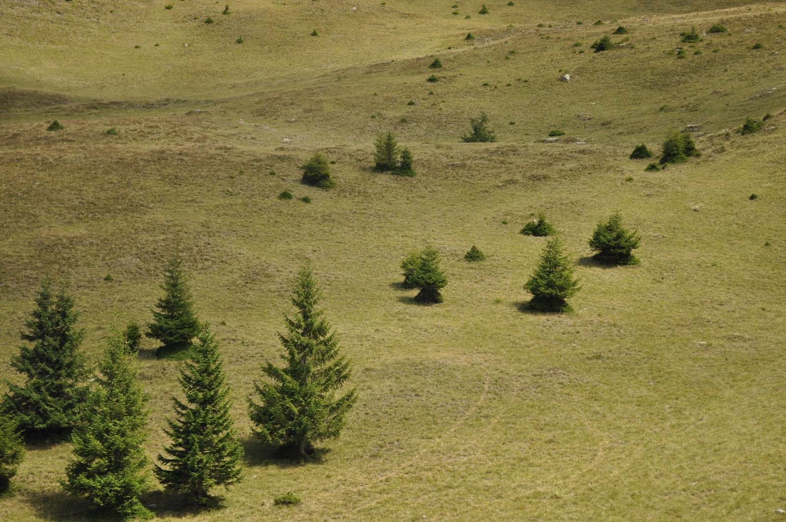 Poze, Natura, Animale, Plante, Romania, Valcea, Ionut Ungureanu