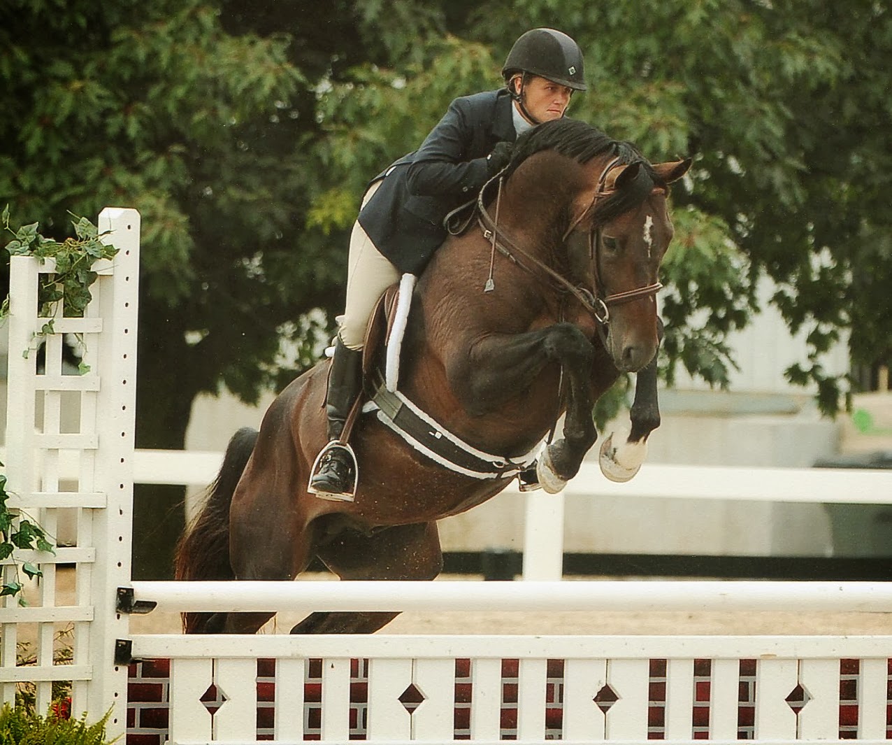 Springstone Horses: Izod WW