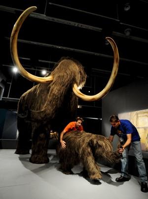 El mamut podría ser revivido en 2012 ~ Azul Vital