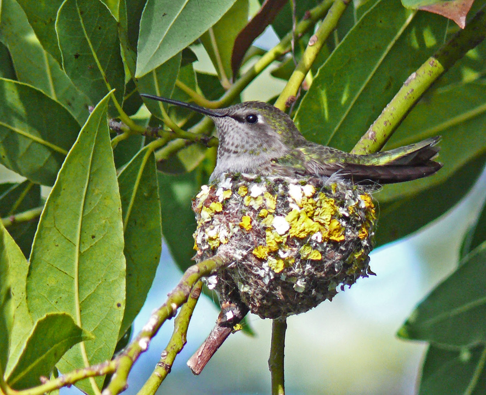 photoscope: Humming birds: oiseaux mouche