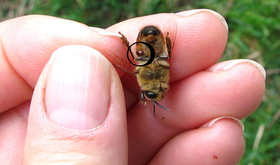 homesteader bees: Mites in the Hive