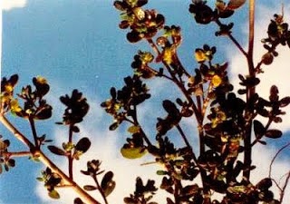 Naturalist's World - Dr Abe V Rotor : Papait - Most Bitter Vegetable ...