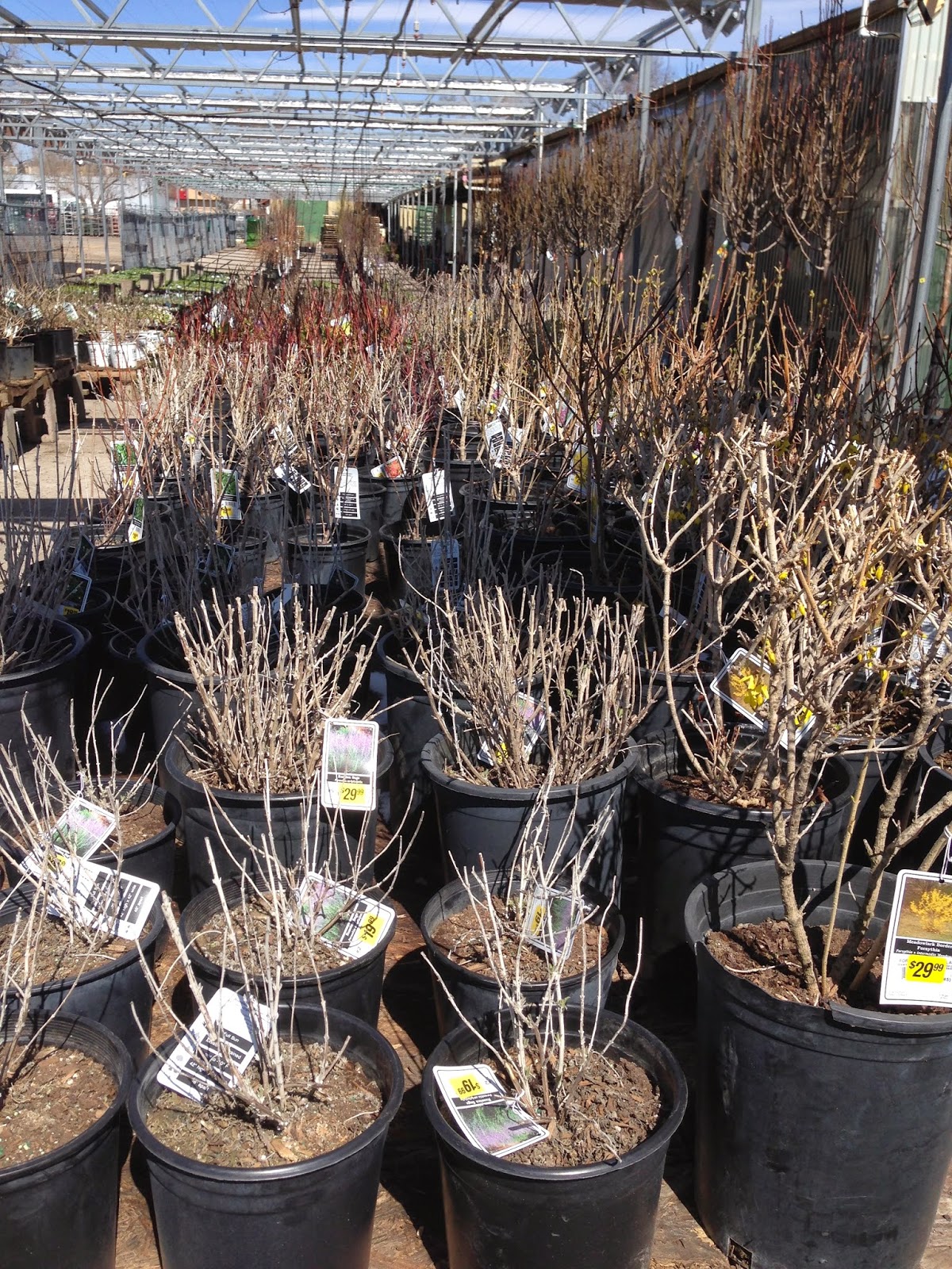 JeffCo Master Gardeners: Planting Trees in Colorado for Arbor Day by ... JeffCo Master Gardeners: Planting Trees in Colorado for Arbor Day by ...