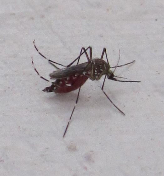 Hiking Curaçao - Flora and Fauna: Antsand Mosquito