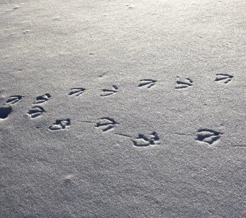 Group Blog: Stalking the Wild Ideas