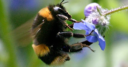 THE BUMBLE BEE |The Garden of Eaden