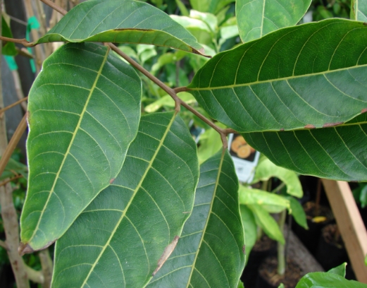 27+ Teladan Tumbuhan Bertulang Daun Menyirip Dan Foto/Gambarnya - Rindu ...