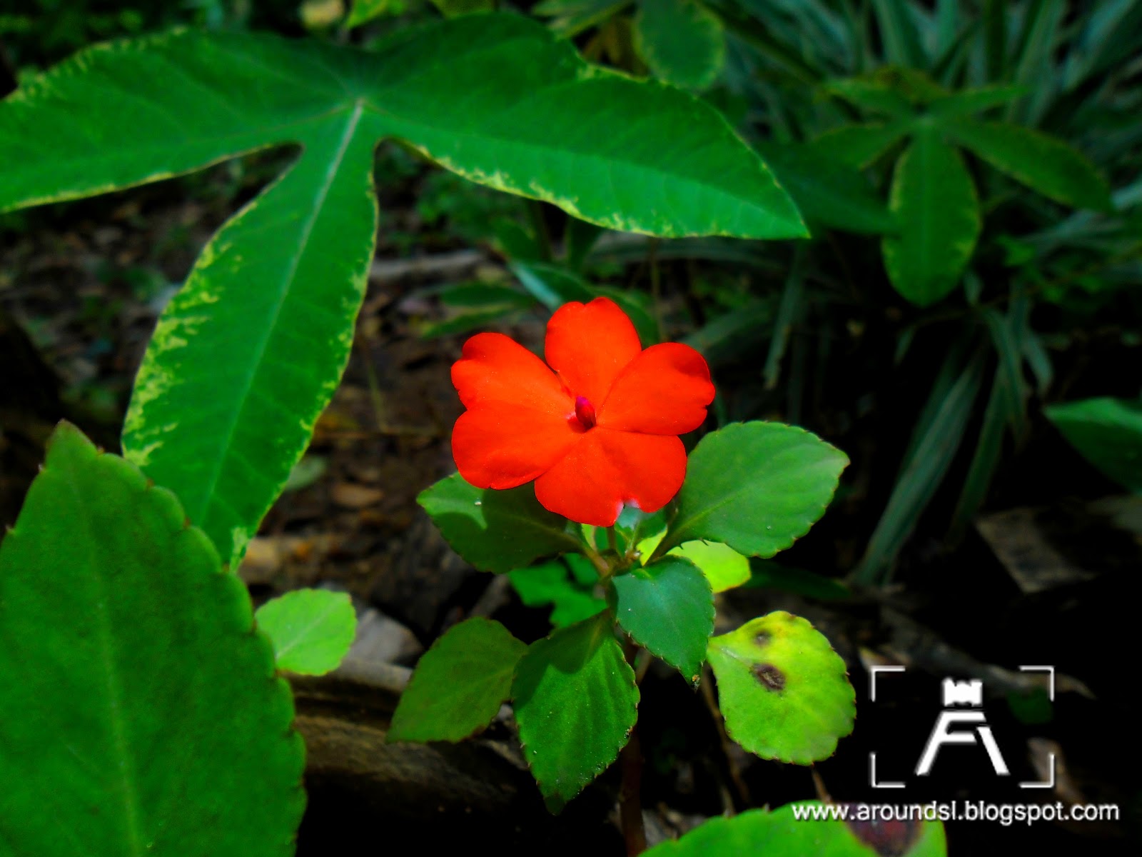 Beauty of Sri Lanka / ලස්සන ශ්‍රී ලංකා